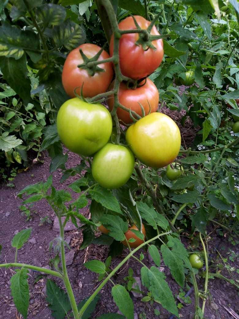 Tomate de Aliño | Croper