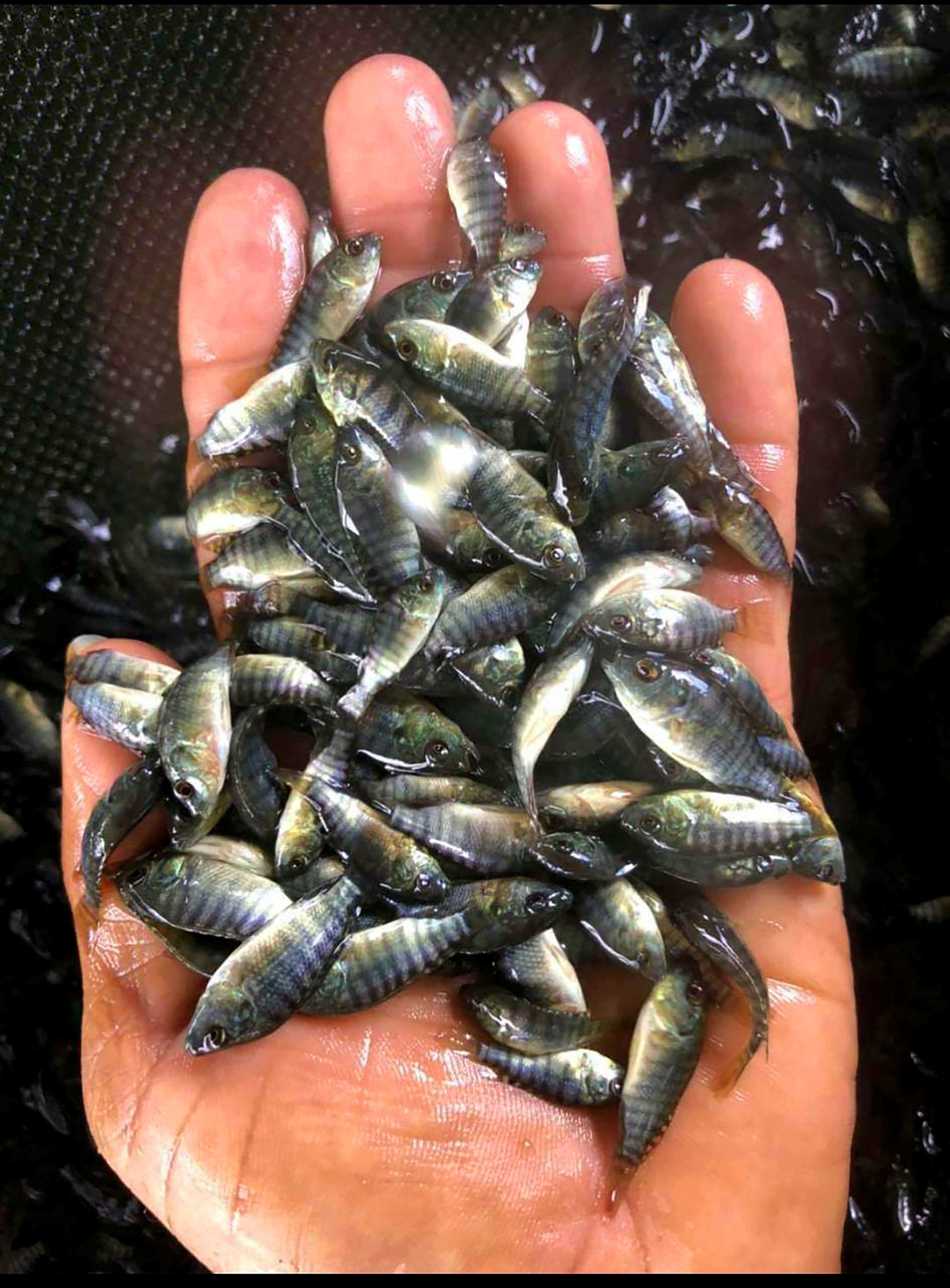 Venta de Alevinos de Mojarra Negra | Croper