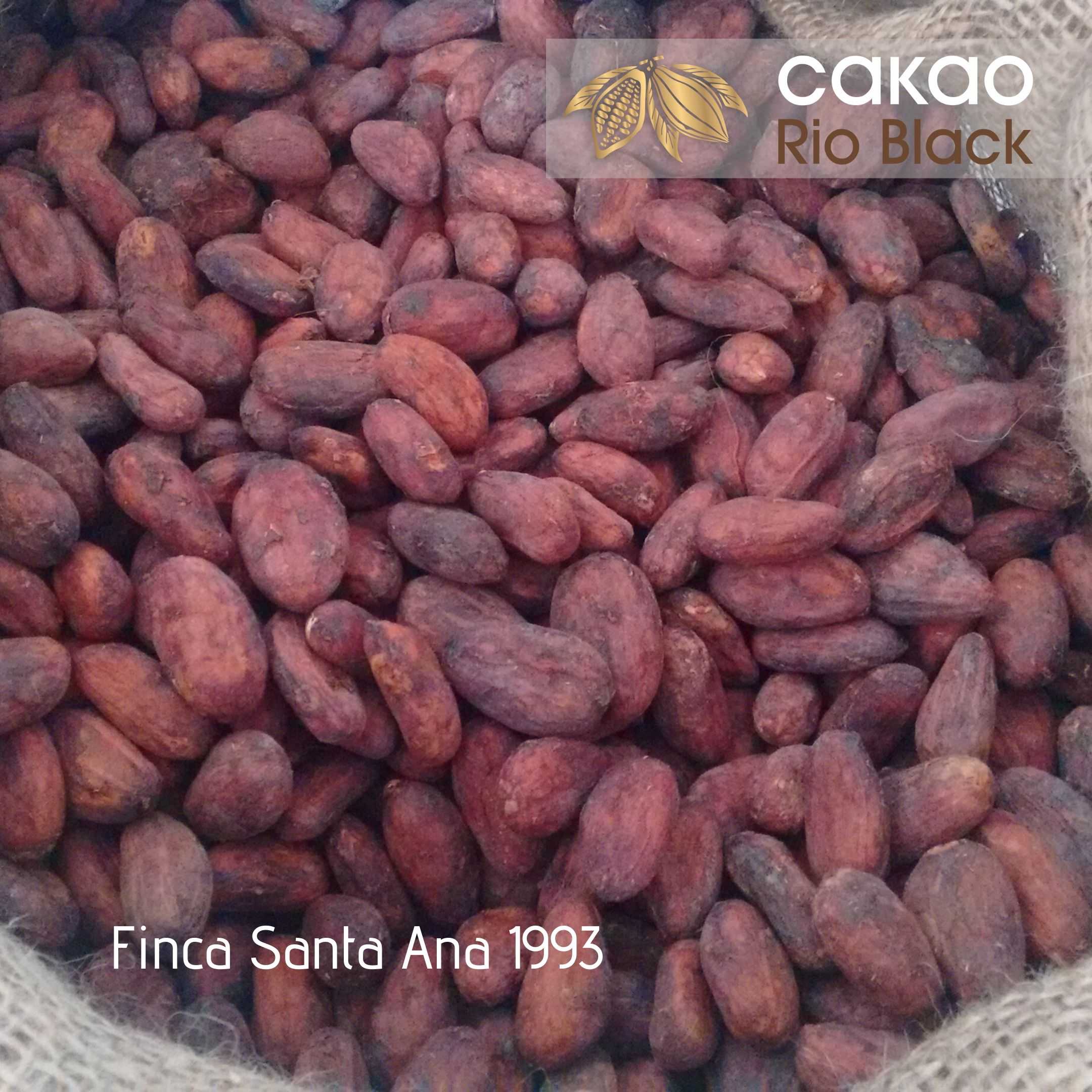 Cacao en Grano Premium | Croper