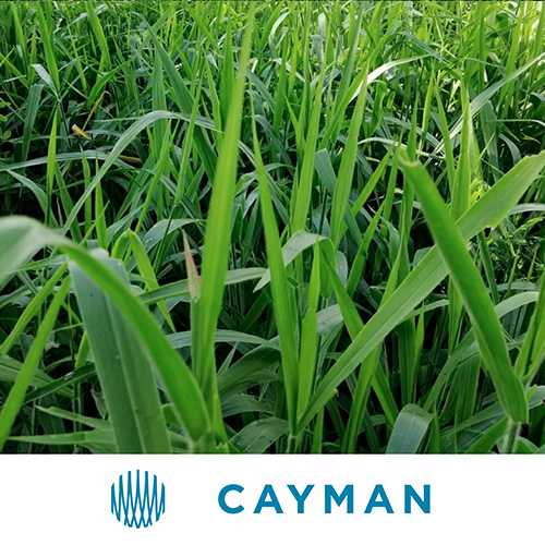 BRACHIARIA HIBRIDO CAYMAN BLEND | Croper