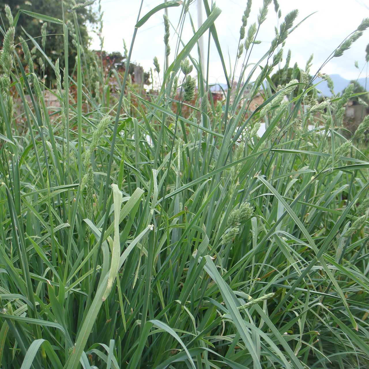 Pasto Azul Orchoro - Semillas de forrajes | Croper