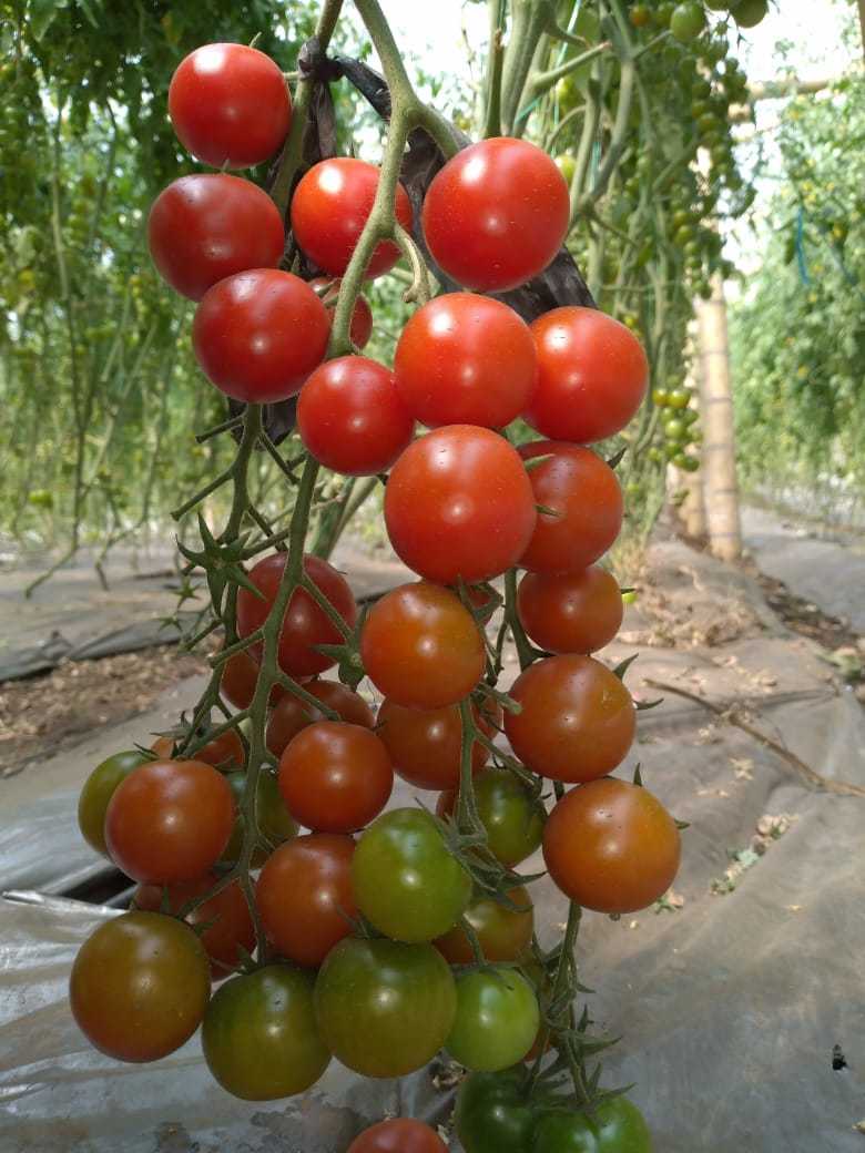 Tomate Cherry | Croper
