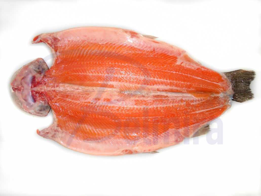 Trucha Arcoiris | Croper