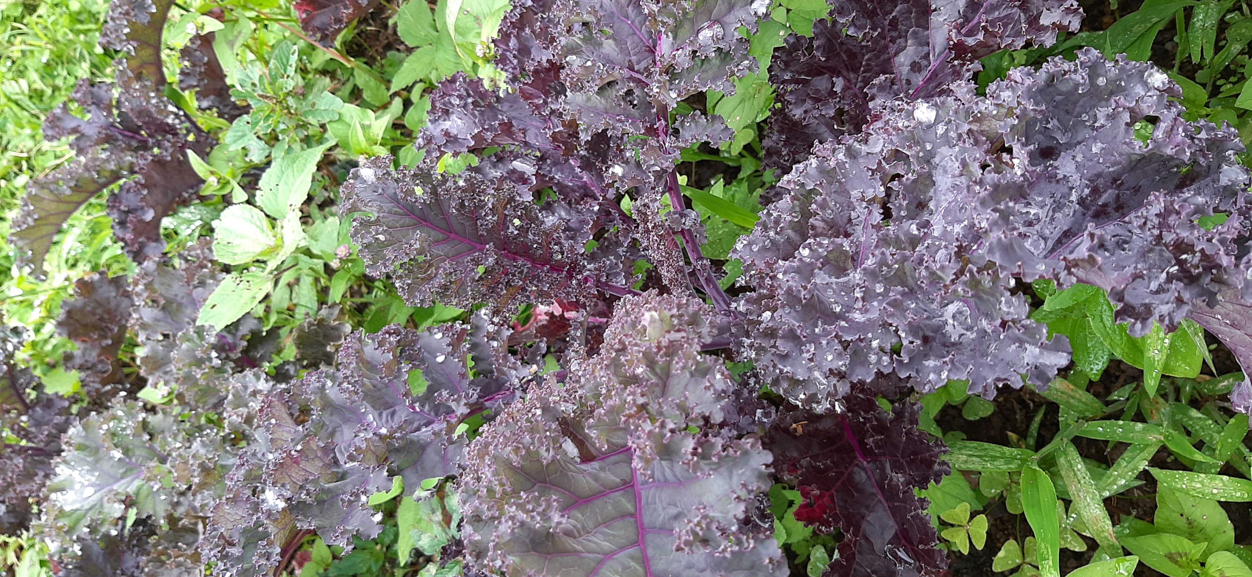 Kale rizado | Croper