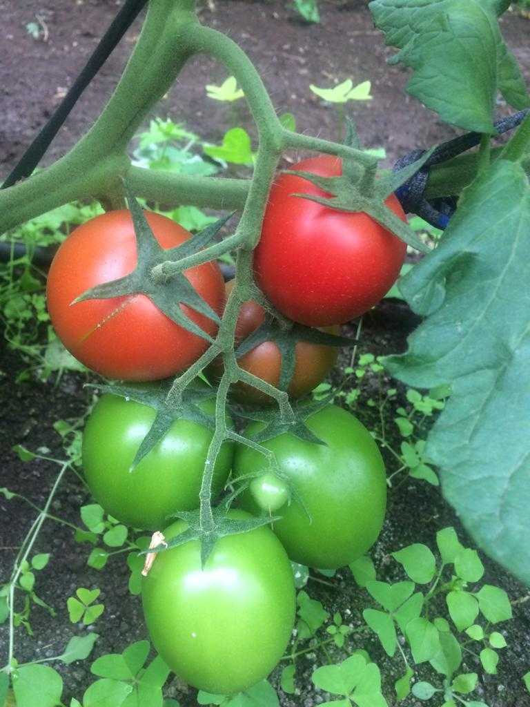 Tomate de aliño | Croper