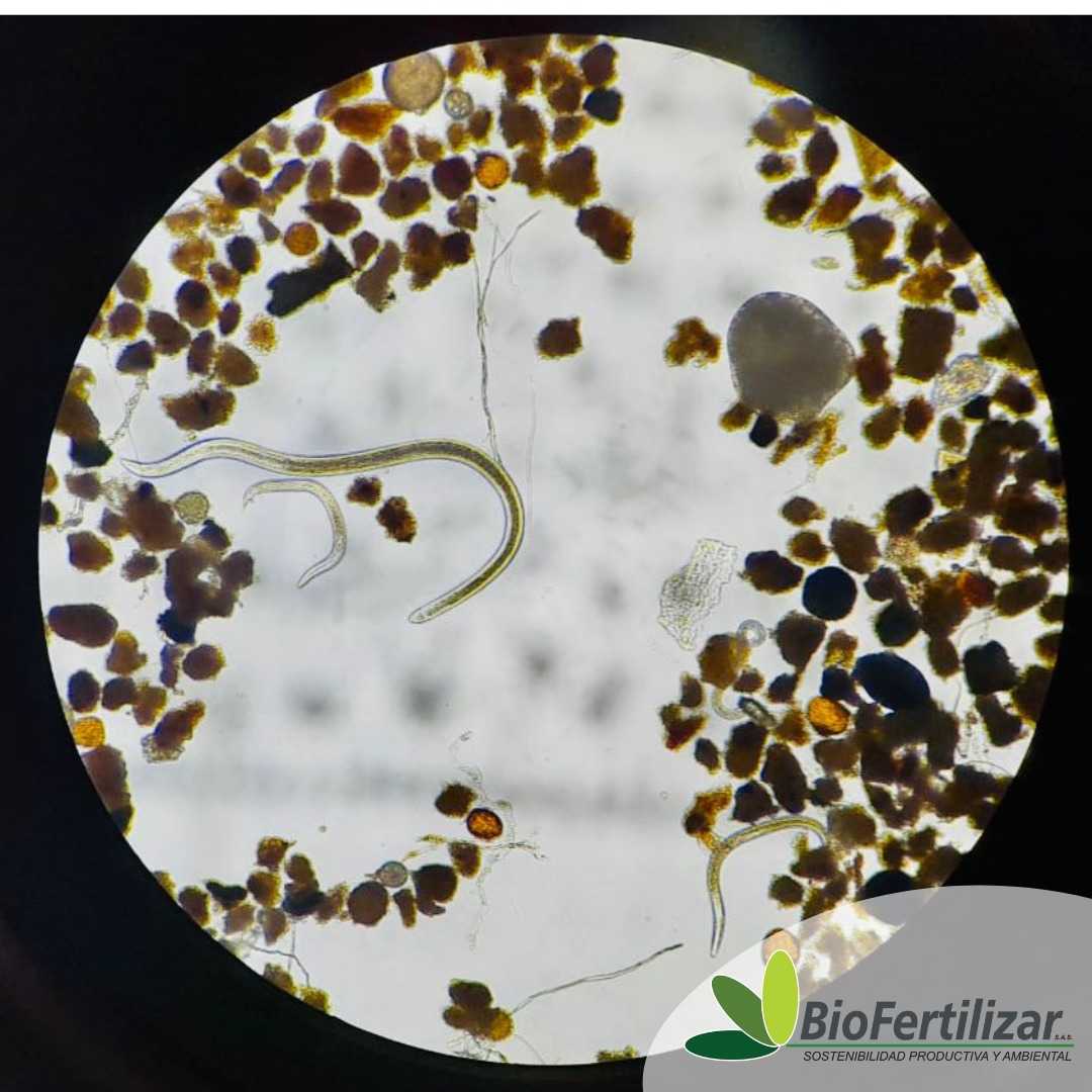 Análisis de Nemátodos | Croper