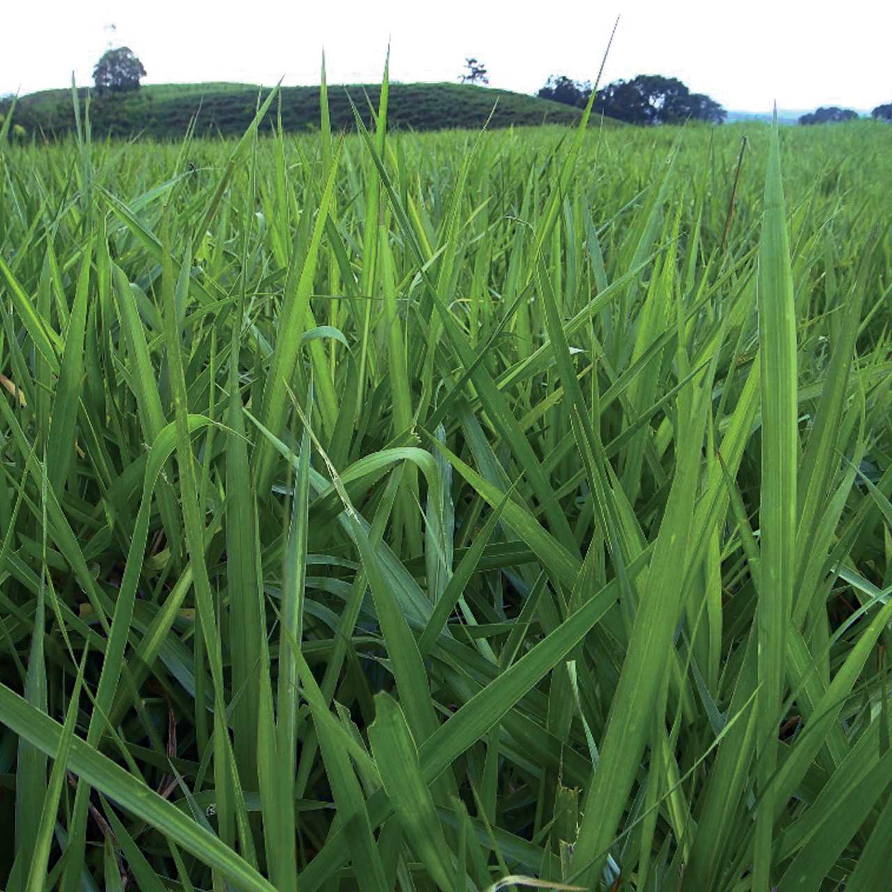 Semilla Brachiaria Brizantha Marandú | Croper