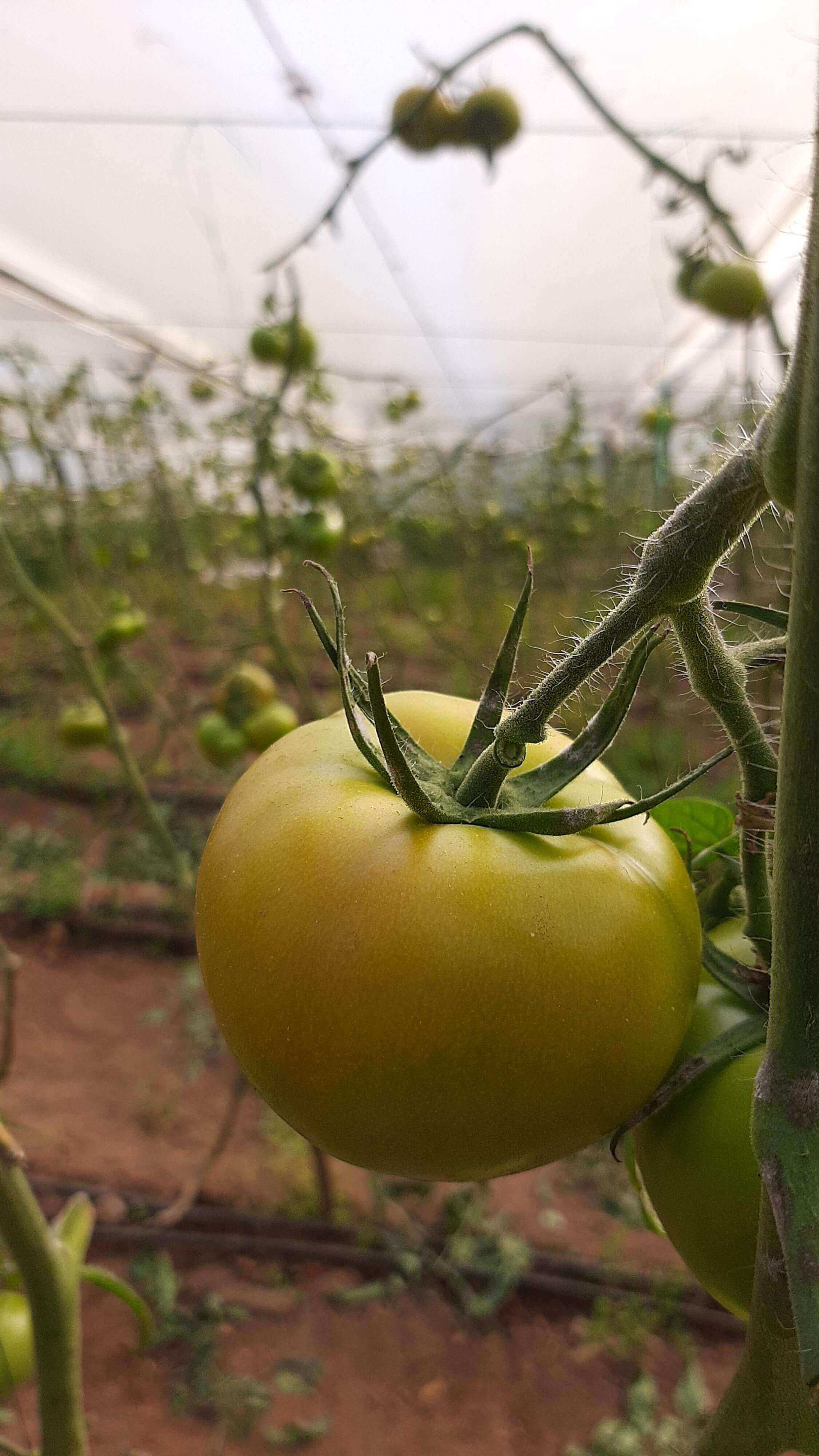 Tomate de Aliño | Croper