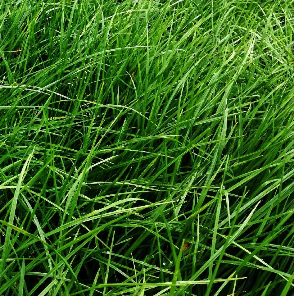 RYE GRASS OHAU CERTIFIED | Croper
