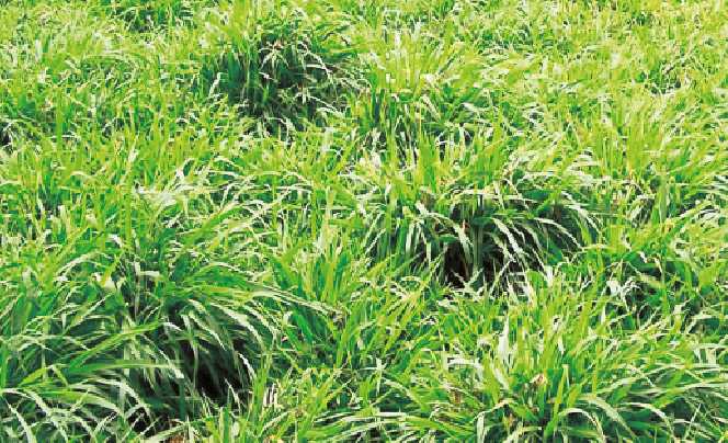 BRACHIARIA BRIZANTA MG-4 | Croper