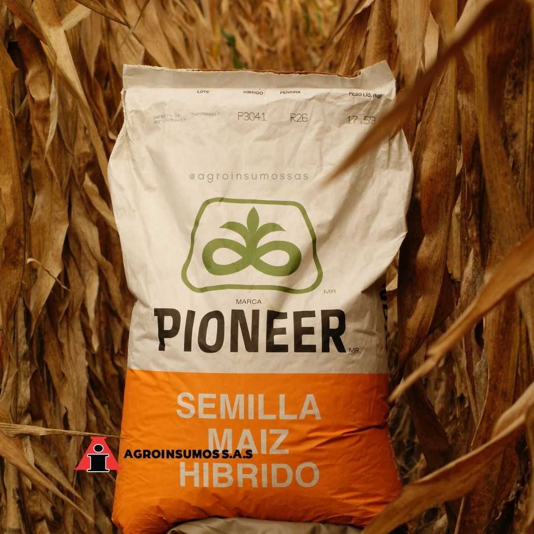 Semilla de Maíz Amarillo 3041 Pioneer - Corteva | Croper