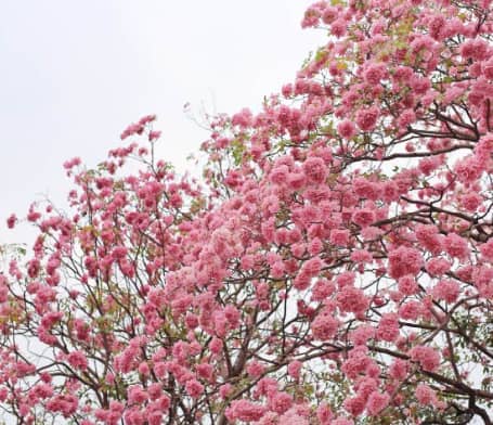 Semilla Ocobo Flor Morado x 100gr | Croper