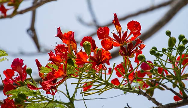 Semilla Acacia roja x 100gr | Croper