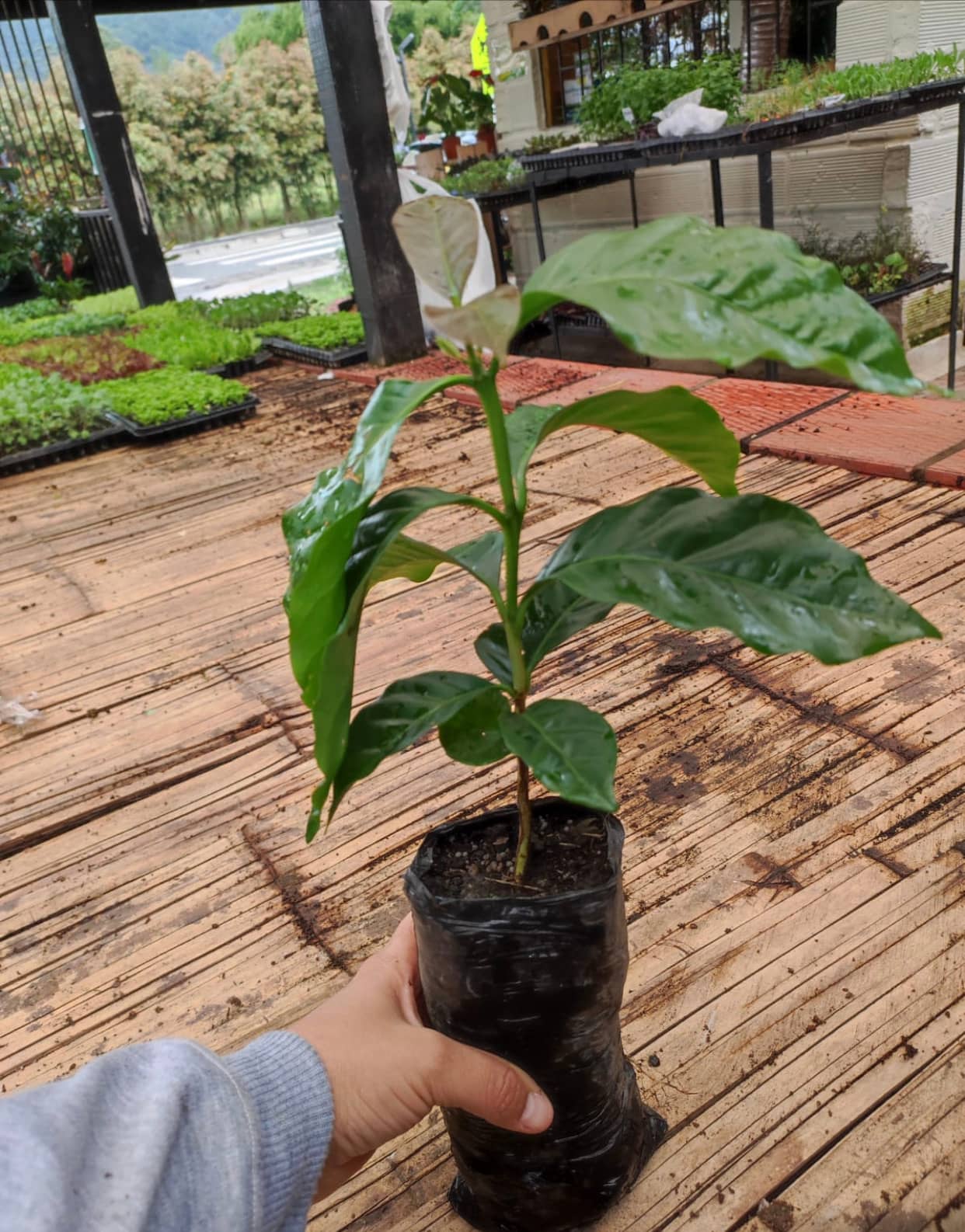 Plántula de Café Zona Centro | Croper