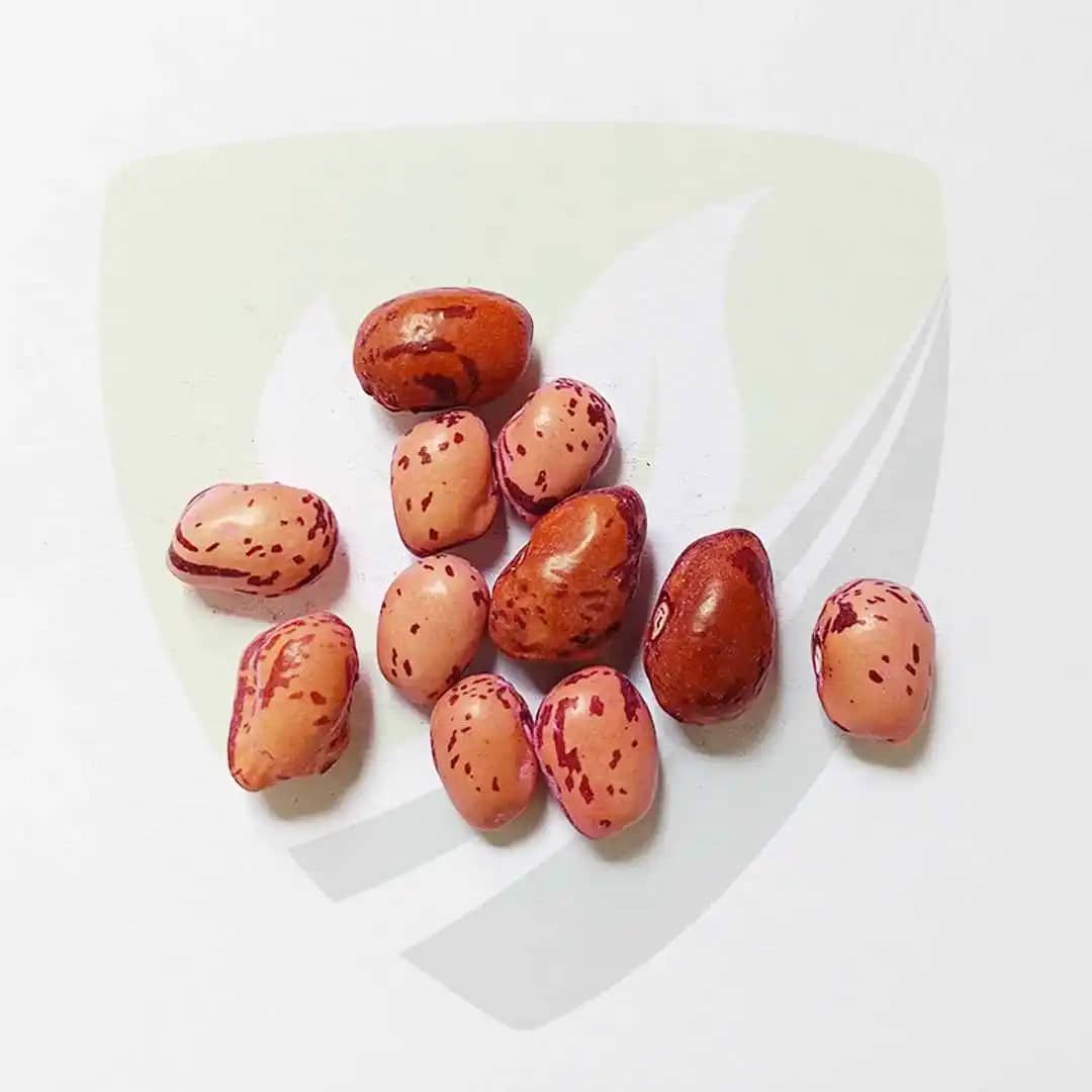 Semilla de Frijol Cargamanto Blanco x 1kg | Croper