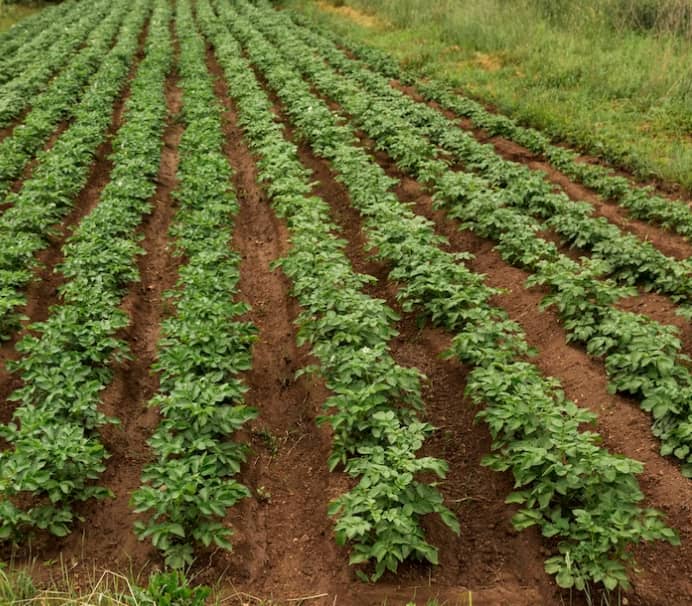 Papa Capira Seleccionada x 50 kilos de La Unión | Croper