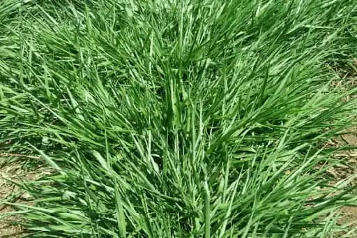 Semilla De Brachiaria Hibrido Cv. Gp 3025 | Croper