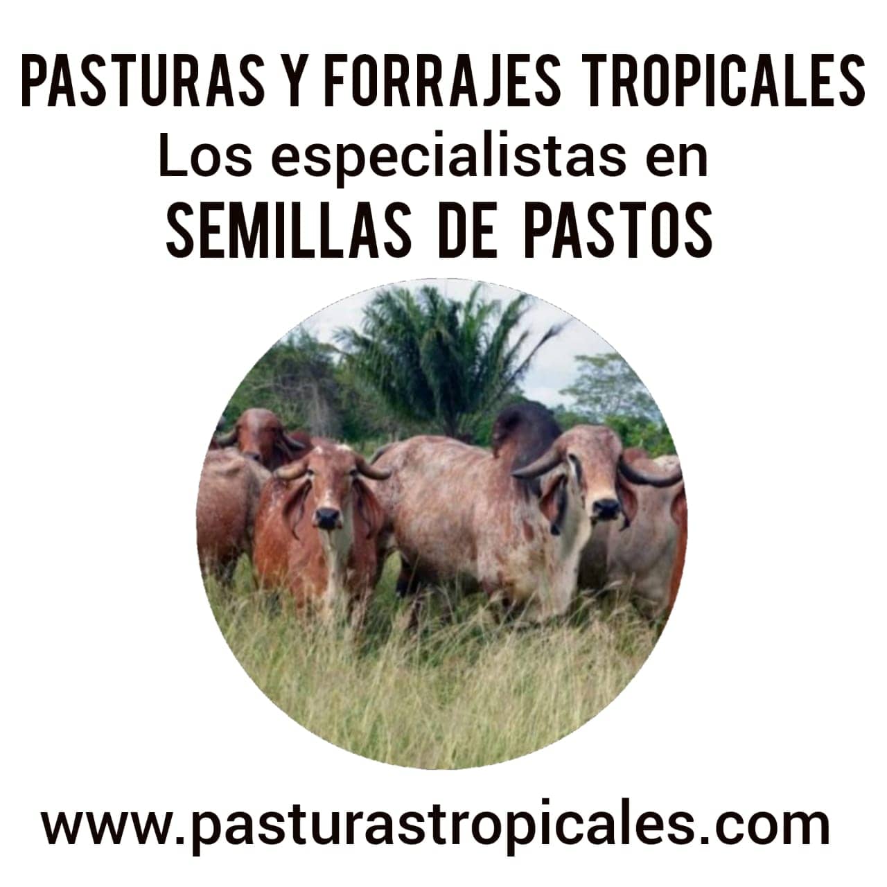 Pasturas Tropicales | Croper