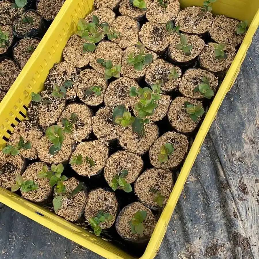 Plántulas de Arándanos | Croper