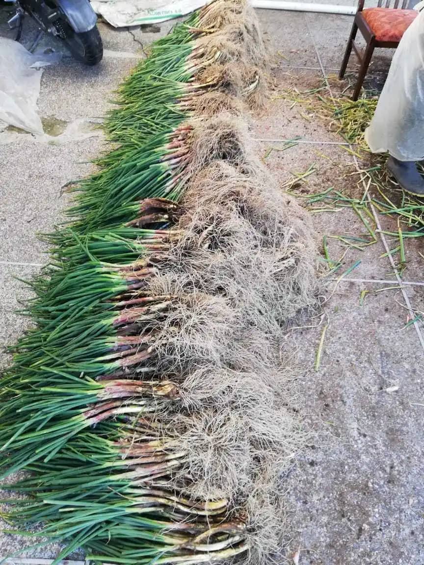 Venta de Cebolla Junca X 14 Kg | Croper