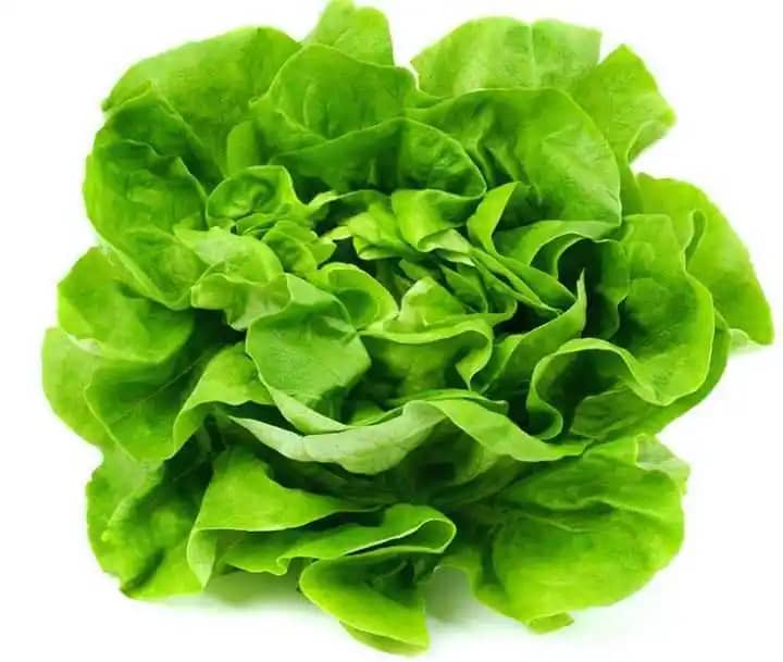 Semilla Lechuga white Boston -Lisa x 5gr | Croper