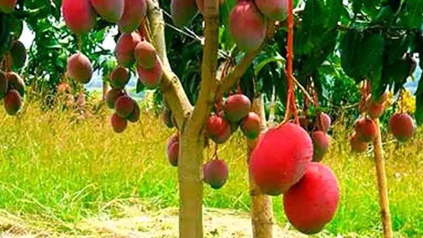 Venta de caja de mango tommy x 100 unidades | Croper