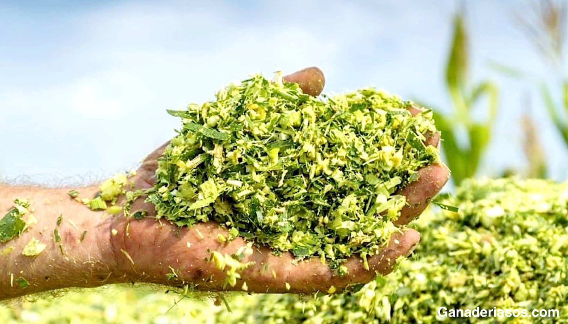 Producción de Silo de alta calidad | Croper