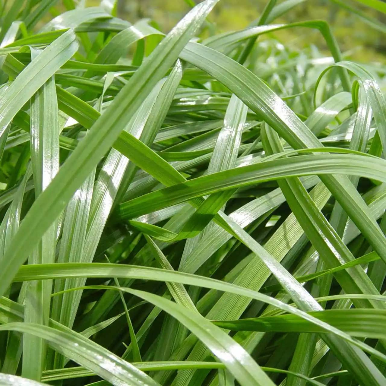 Ryegrass Bestfor Plus - Semillas de forrajes | Croper