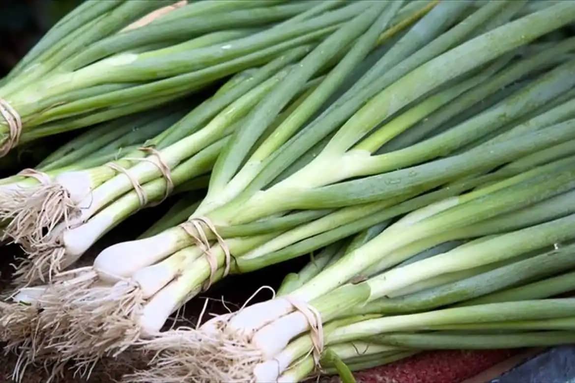 Venta de Cebollín Mauricio Henao Sonsón Antioquia | Croper