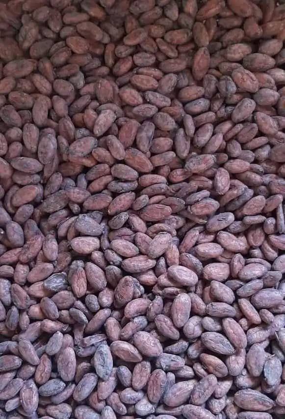 Granos de cacao especial 100% natural x kilogramo | Croper