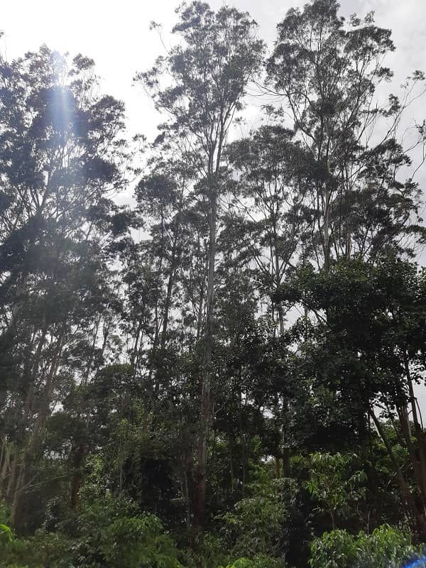 Semilla Eucalipto Saligna x 100 gr | Croper