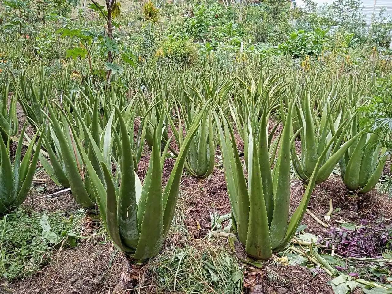 chocoalte de mesa con panela pulverizada | Croper