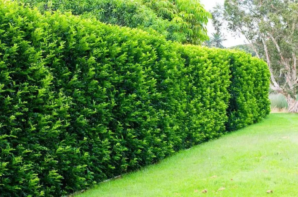 Semilla Limón naranja Swinglea x 20gr | Croper