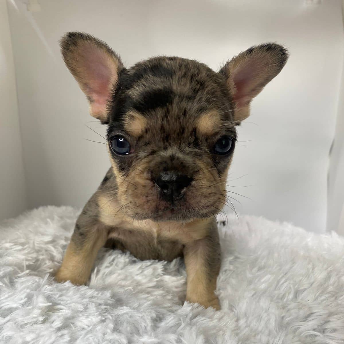 Macho Black Merle and Tan Bulldog Frances | Croper