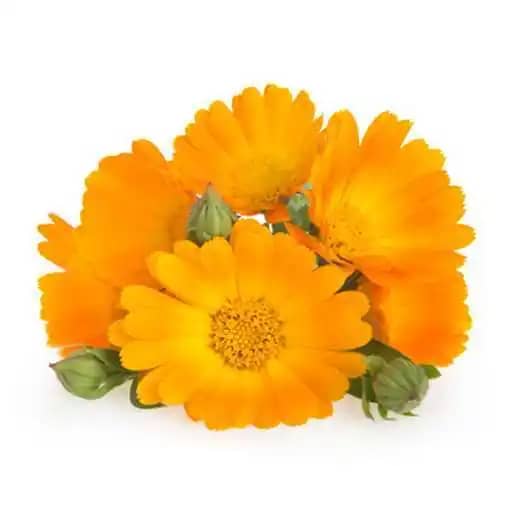 Semilla de Caléndula en sobre x 1gr | Croper