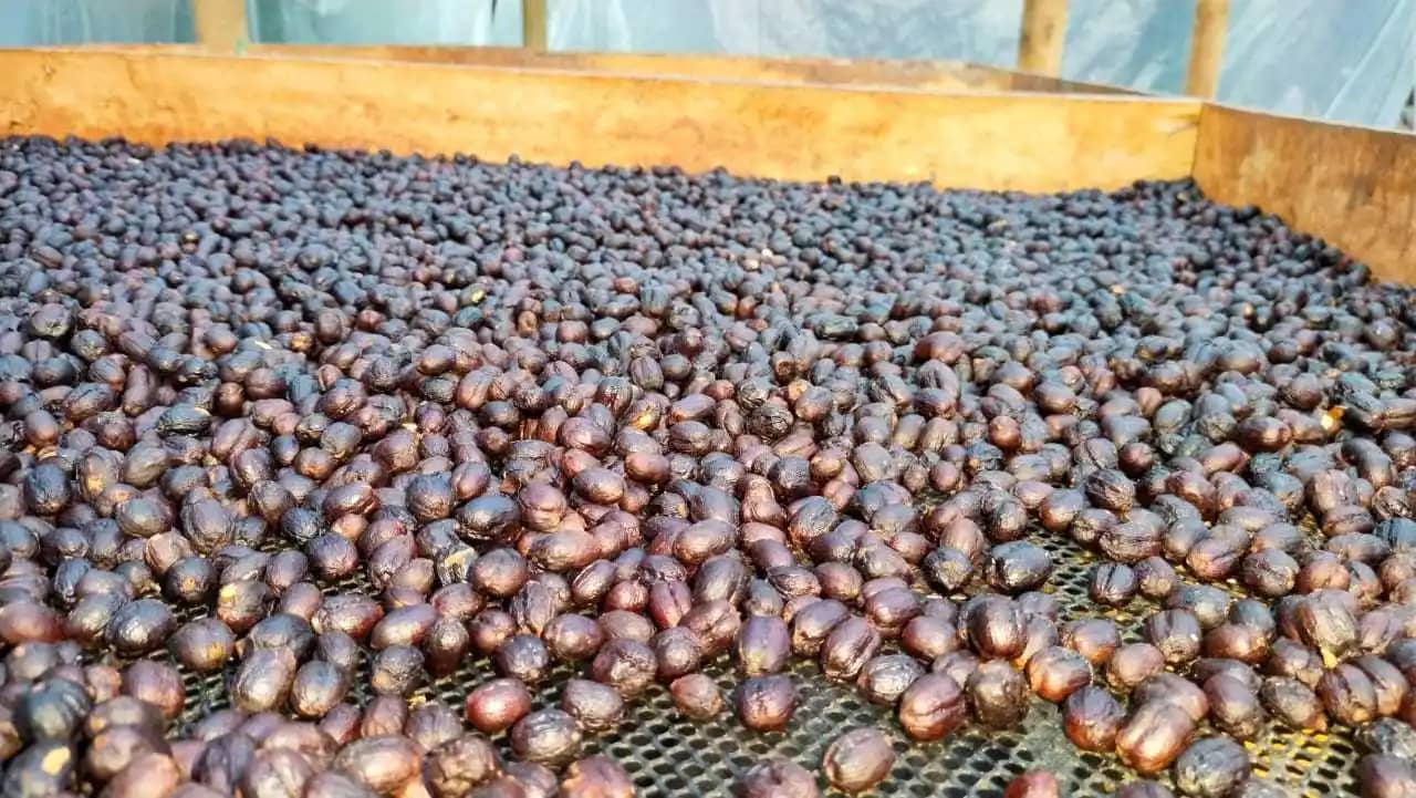 Café natural proceso de fermentación y secado en cereza | Croper
