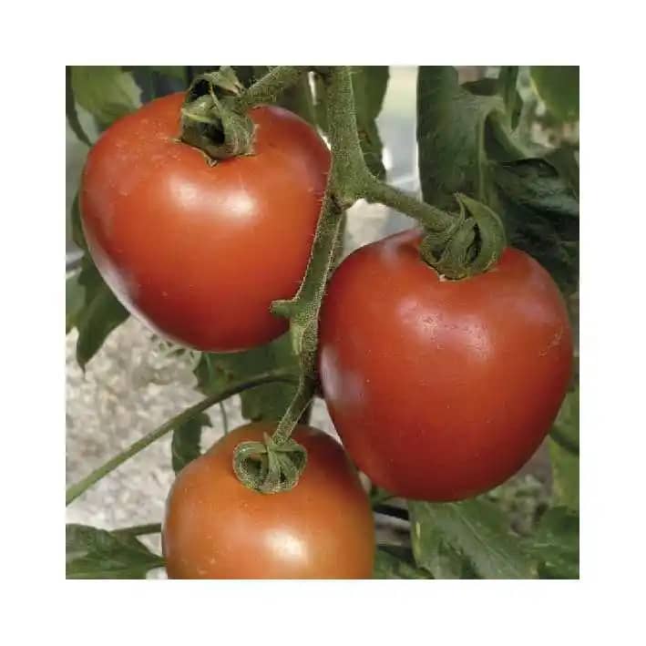 Semilla de Tomate Hibrido Cumanday x 5000 Uni - Impulsemillas | Croper