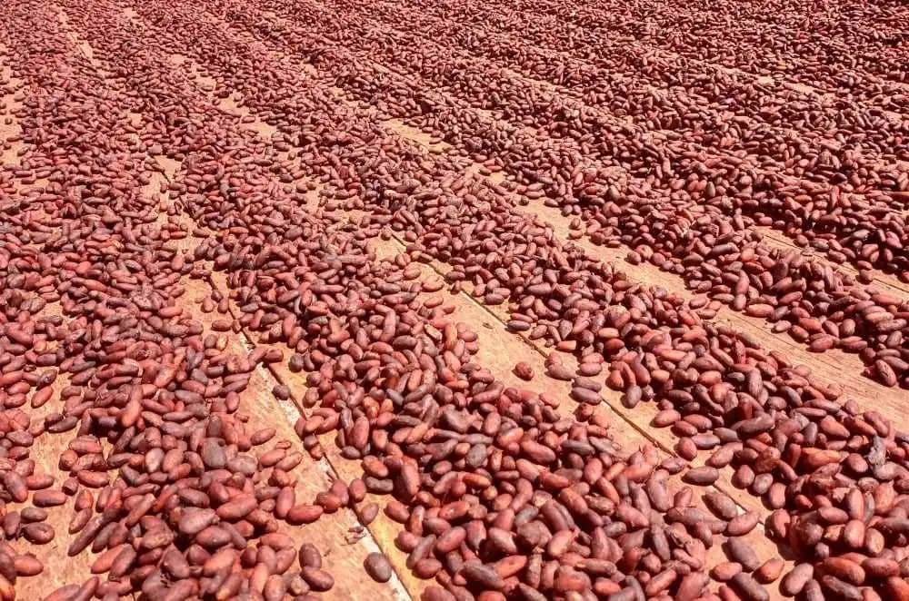Granos de cacao en seco | Croper