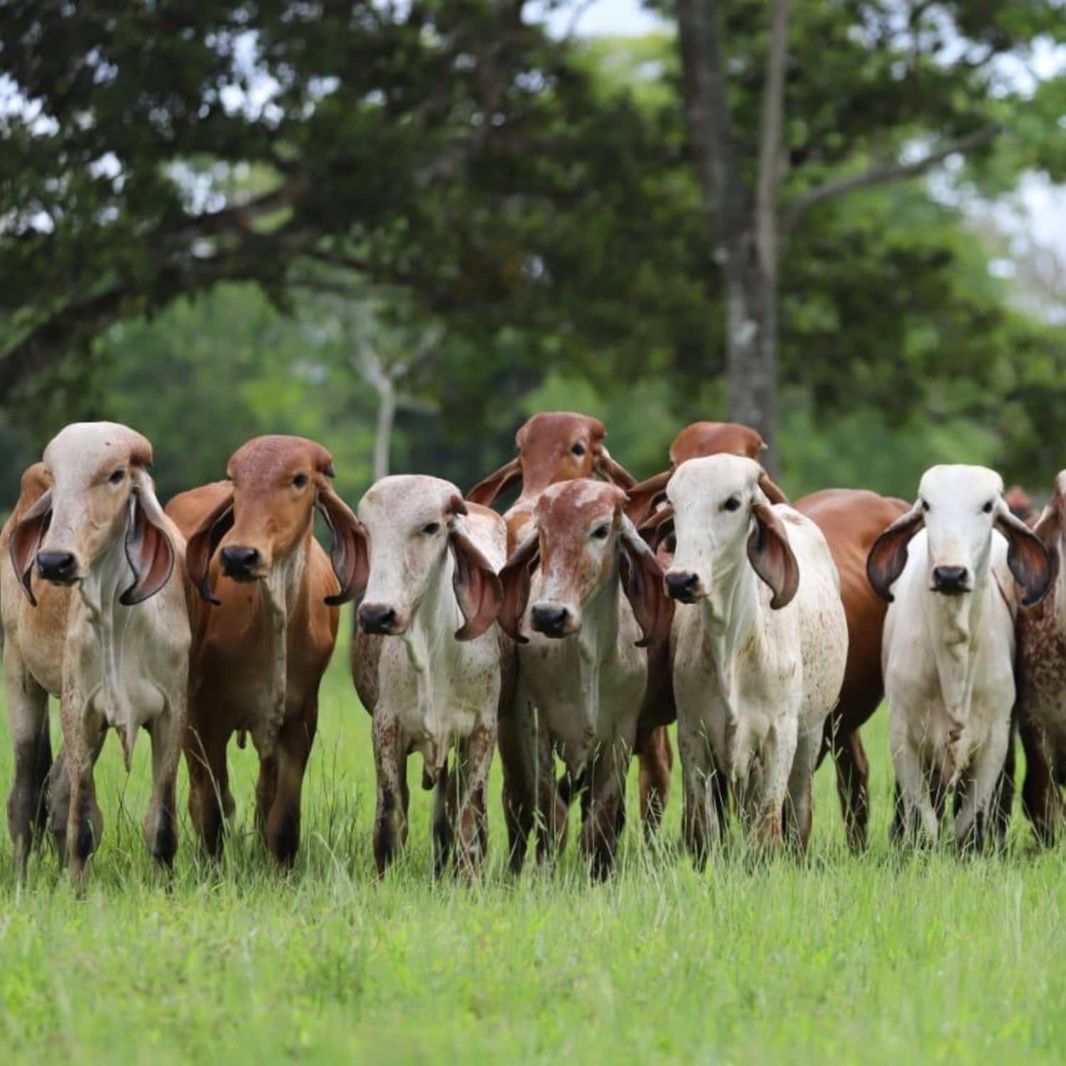 Genética de Gyr - Girolando | Croper