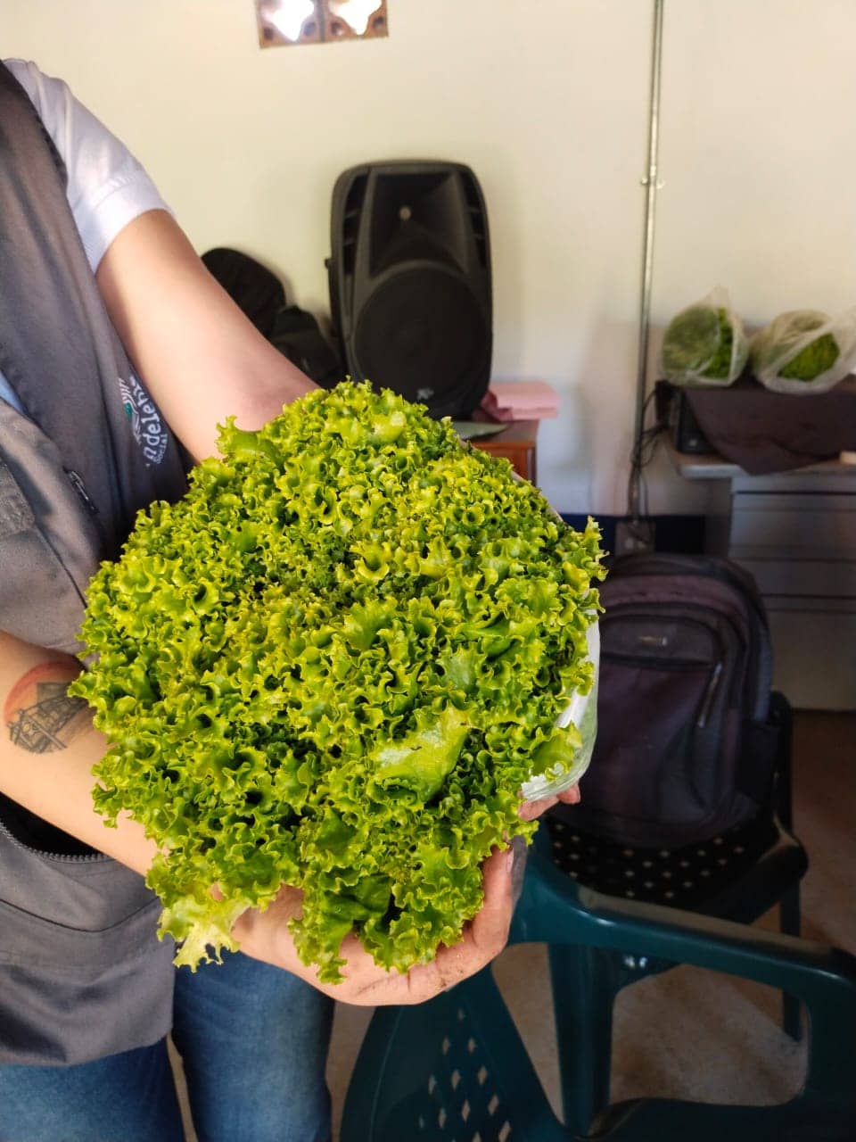 Lechuga crespa fresca orgánica AGECOSUR | Croper