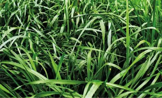 Semilla De Rye Grass Anual Aubade 2 lb - Impulsemillas | Croper