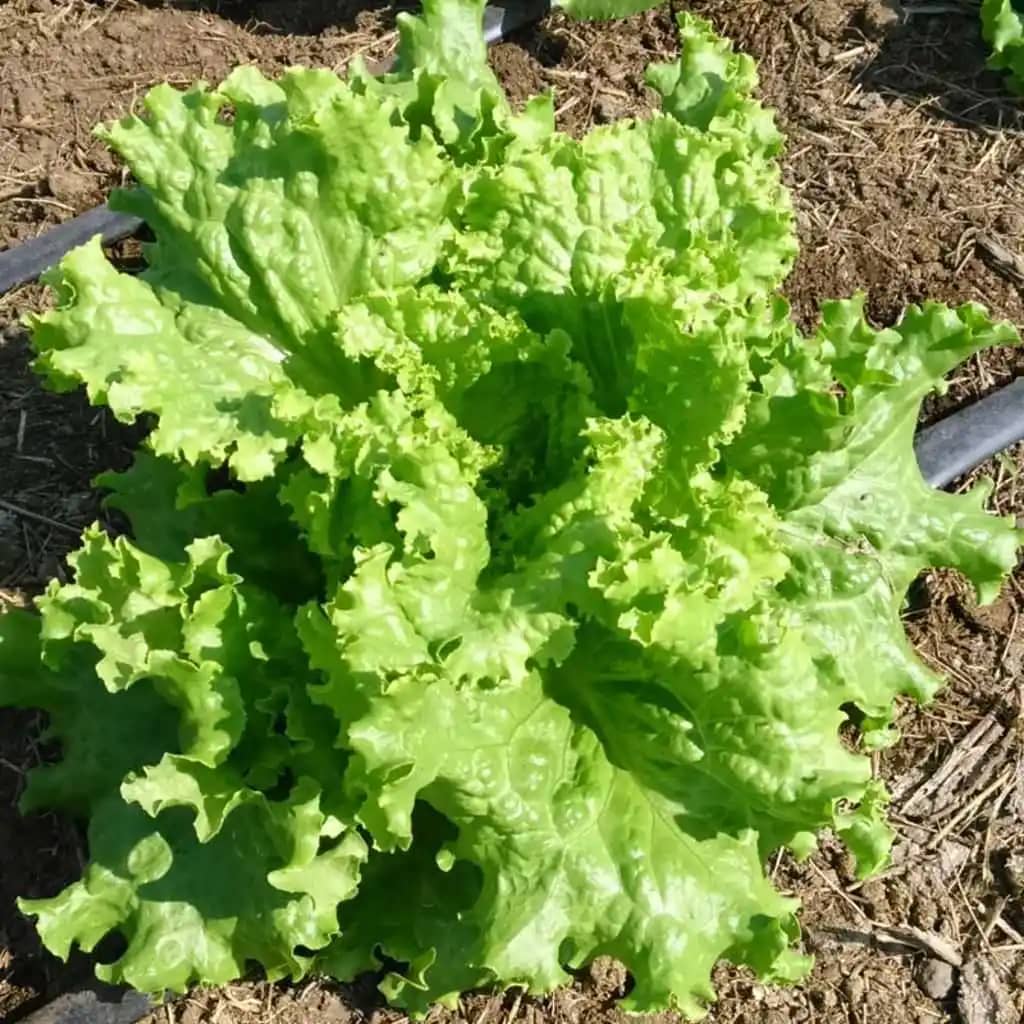 Semilla De Lechuga Simpson Crespa X 454 G - Impulsemillas | Croper