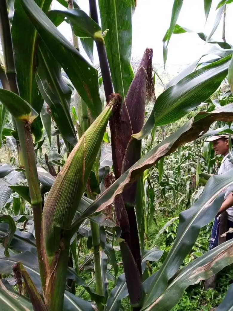 Venta de Chocolo de Toledo Antioquia | Croper