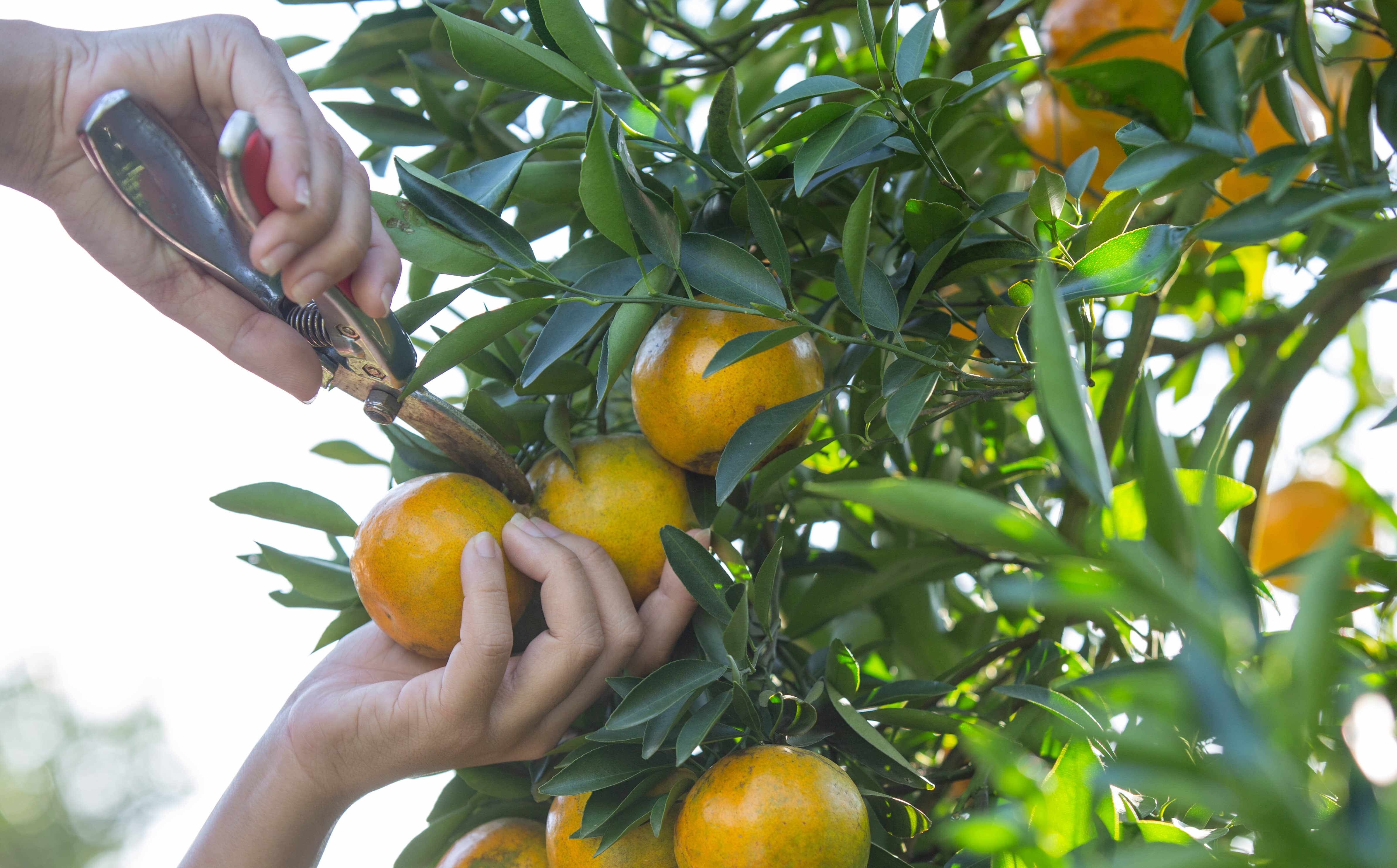 Siembra de un cultivo de Cítricos | Croper