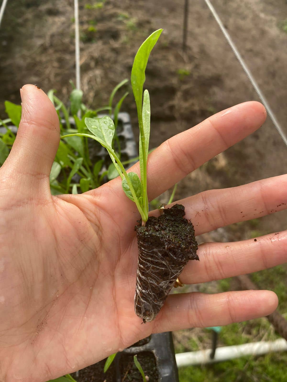 Plántula de Espinaca Bogotana | Croper