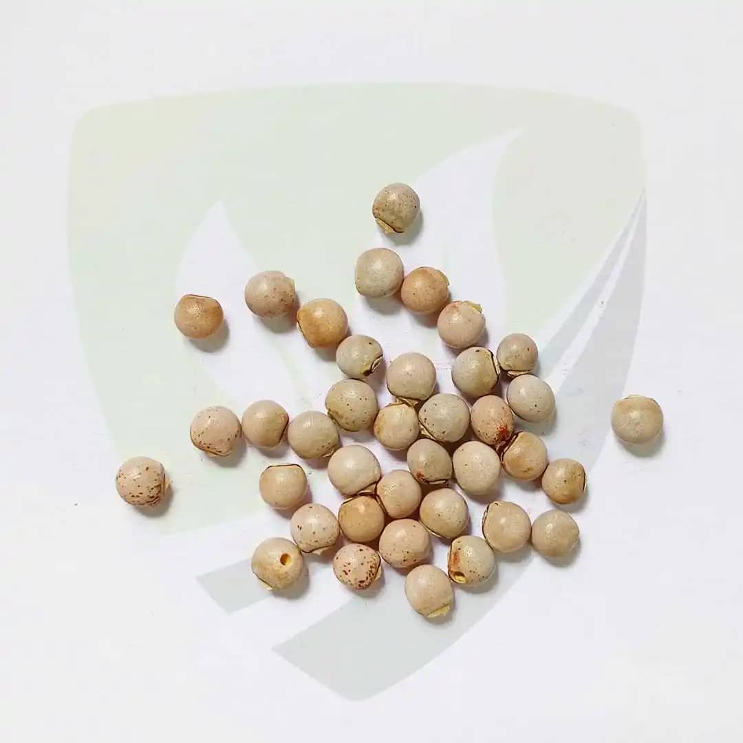 Semilla de Frijol Guandul x 1kg | Croper