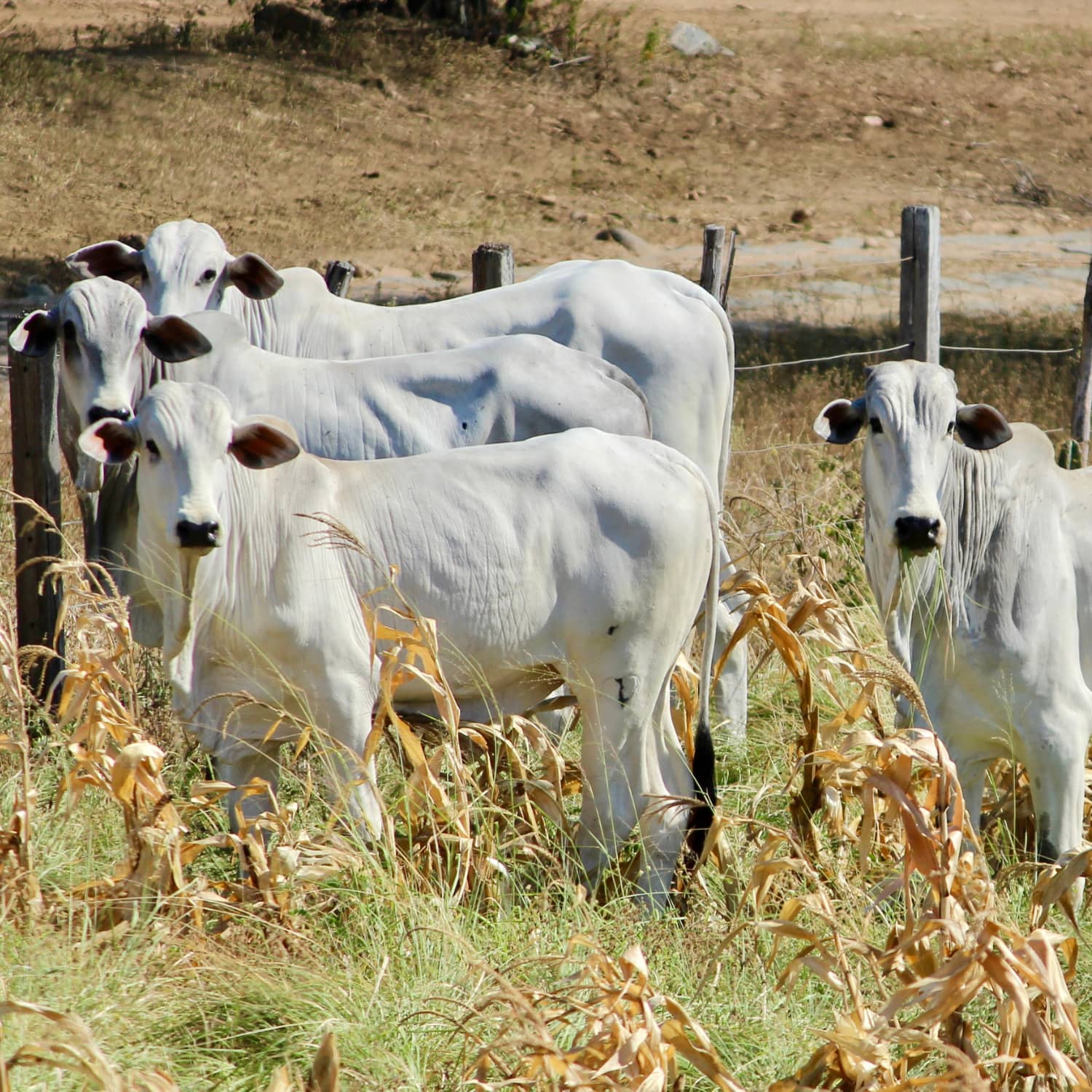 Genética de Nelore | Croper