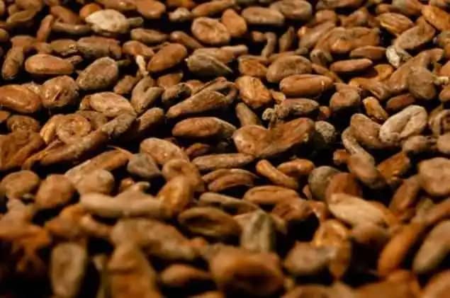 Almendra seca de Cacao 100% natural x 50 kg | Croper