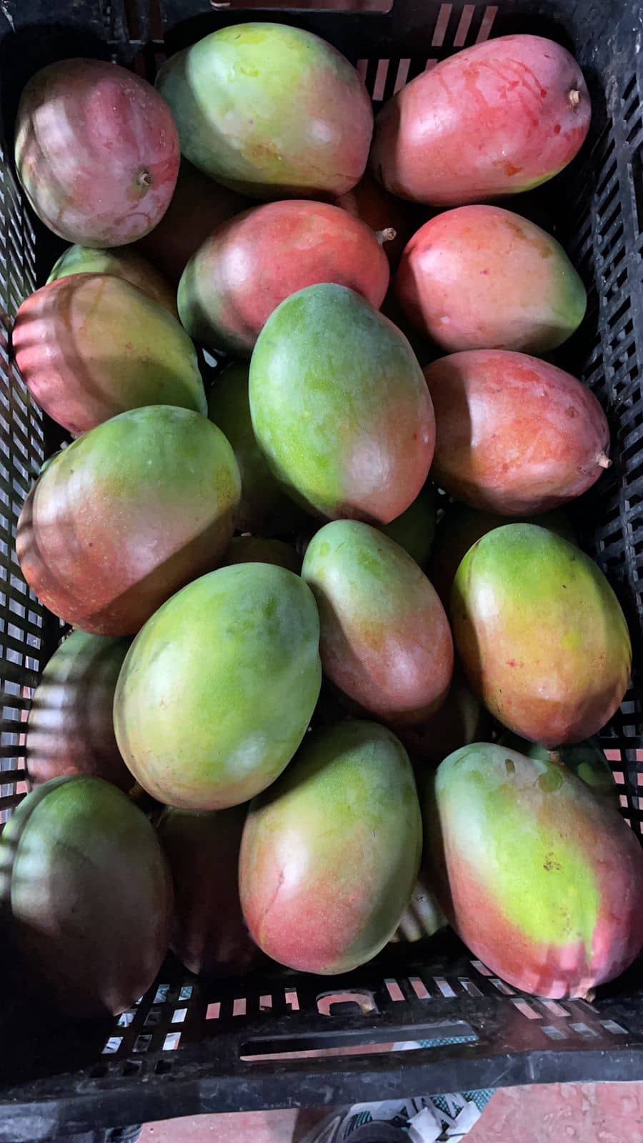 Venta de Mango Keitt corriente x Canastillas de 25 kilogramos | Croper
