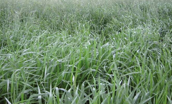 Semilla de pasto Brachiaria brizanta marandu x 1 kg | Croper